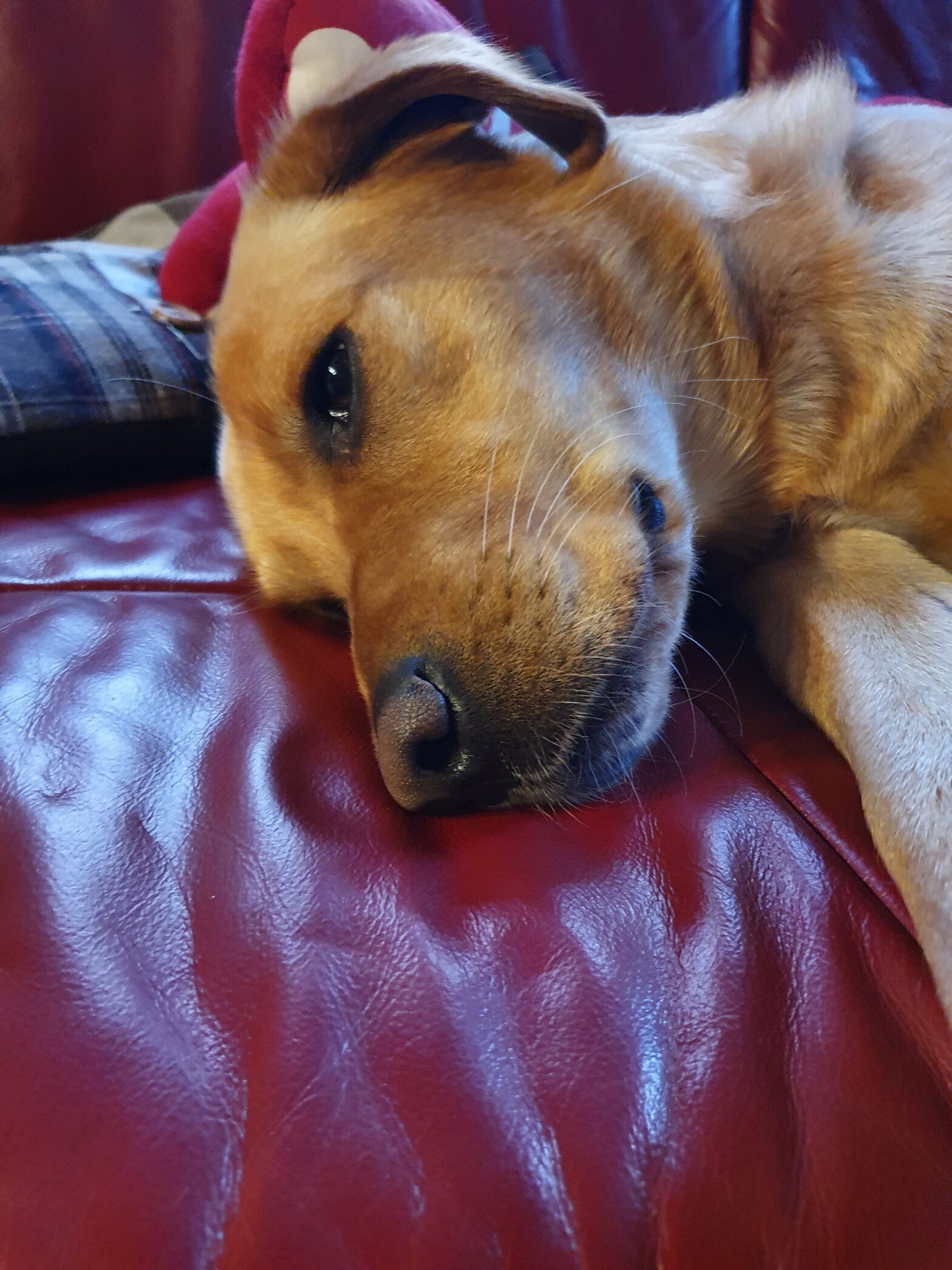 H.Lunke ist jetzt mit Socke on Tour - H.Lunke & Socke on Tour